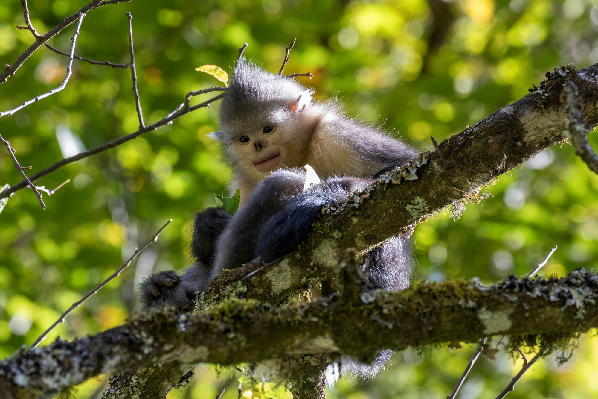 Current appeal: Protecting Myanmar’s forests - EIA