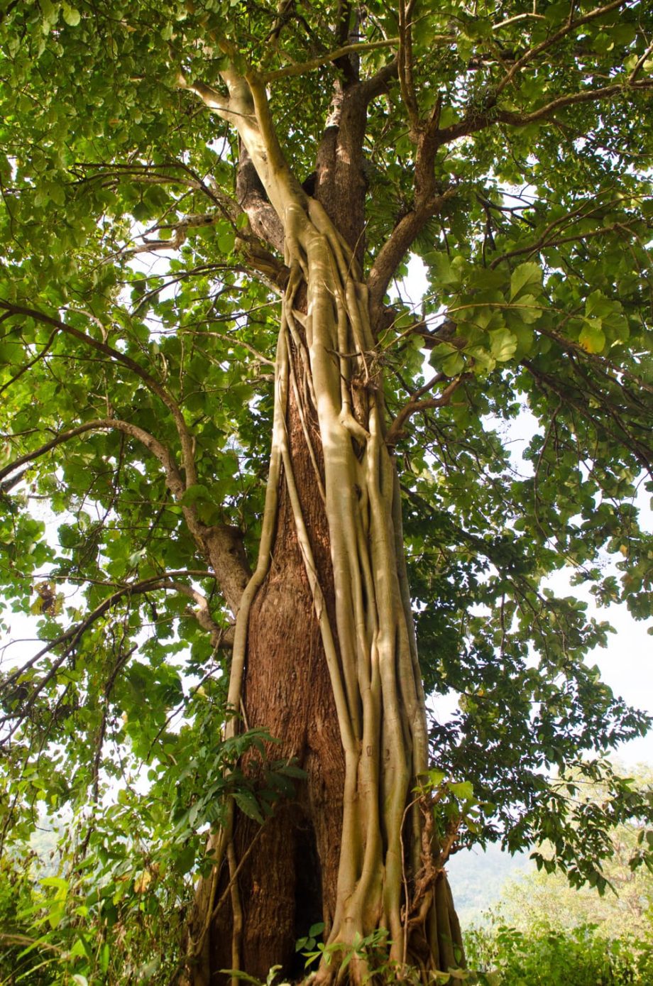 Current appeal: Protecting Myanmar’s forests - EIA