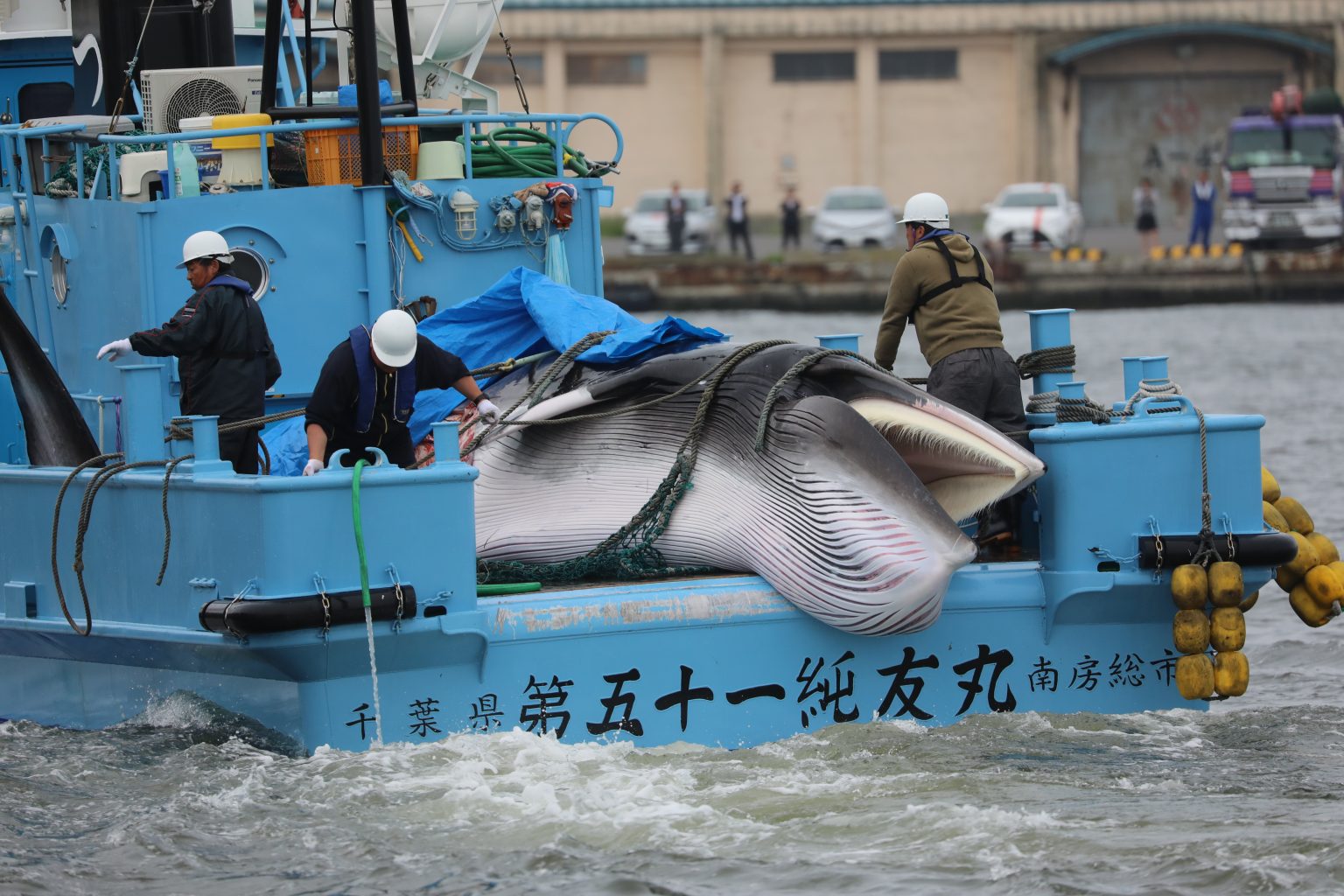 Party political whales – the ongoing senseless slaughter of whales by ...