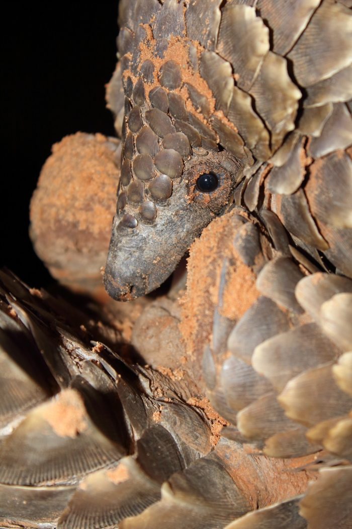 Commercial pangolin farming will very likely have a negative impact on ...