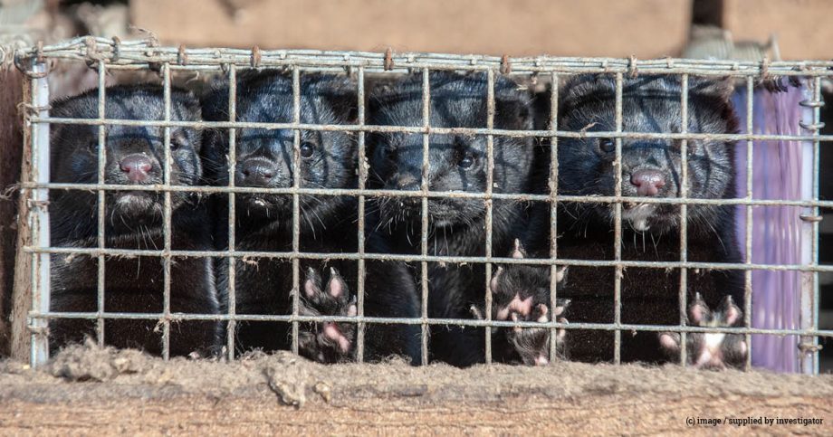 Special report: As coronavirus hits Europe’s fur trade, a look inside ...