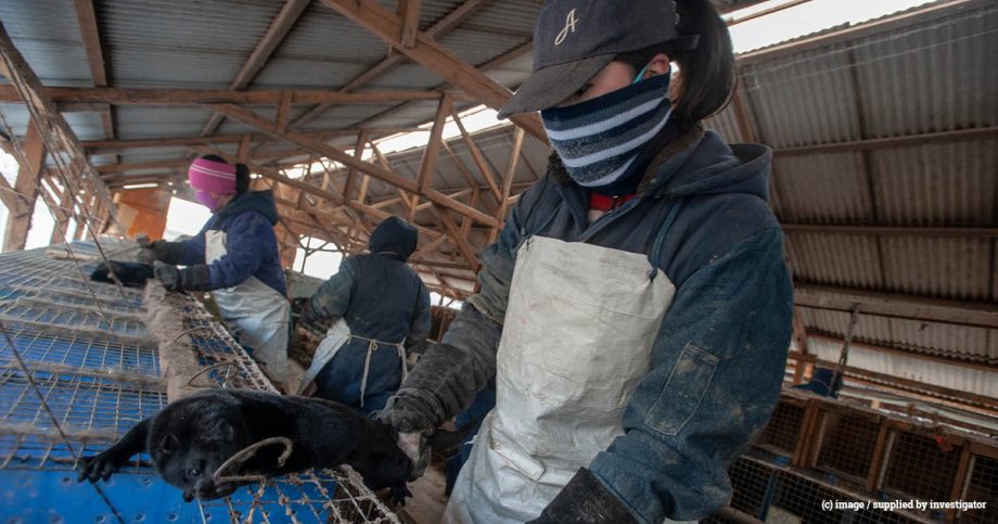 Special report: As coronavirus hits Europe’s fur trade, a look inside ...