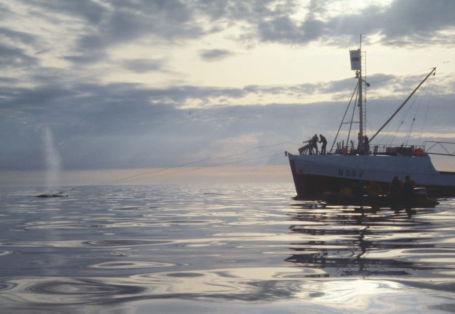 Back to the Balaenoptera – the first investigation into whaling that ...