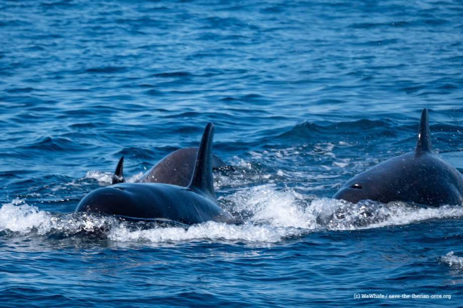 Collaboration and precautionary measures needed to figure out why ...