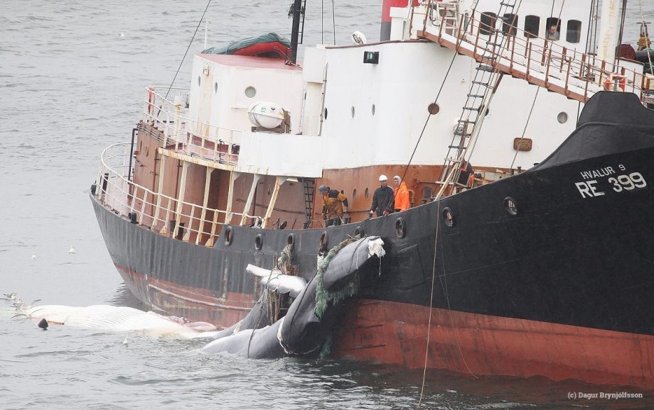 Party political whales – the ongoing senseless slaughter of whales by ...