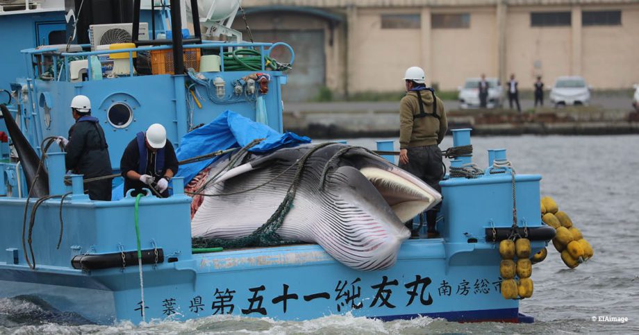 Celebrating the global ban on commercial whaling –as important now as ...