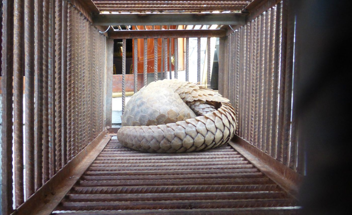 World Pangolin Day – time to take illegal trade in the world’s most ...