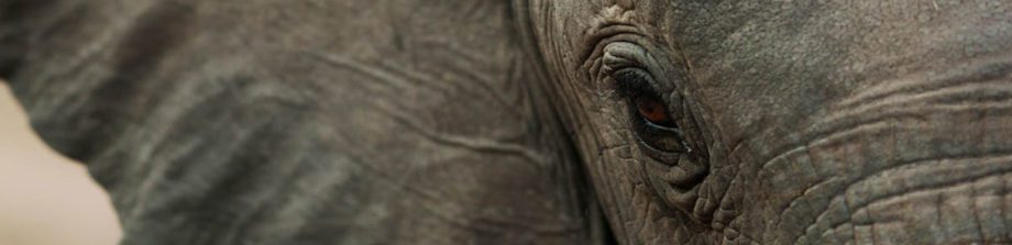 It’s 30 years since the CITES global ban on ivory trade – and the fight ...