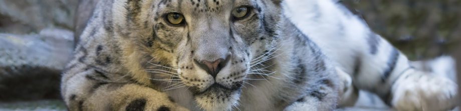 The ongoing threat of snow leopard trade: Out in the cold - EIA