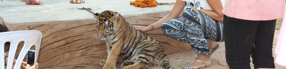 Don't visit tourist attractions where you can pose with Tigers - EIA