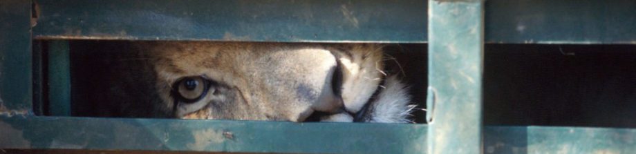South Africa’s lion bone trade disastrous for wild tigers - EIA