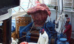 Party political whales – the ongoing senseless slaughter of whales by ...