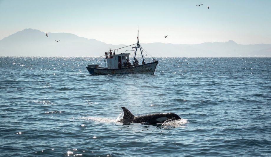 Collaboration and precautionary measures needed to figure out why ...