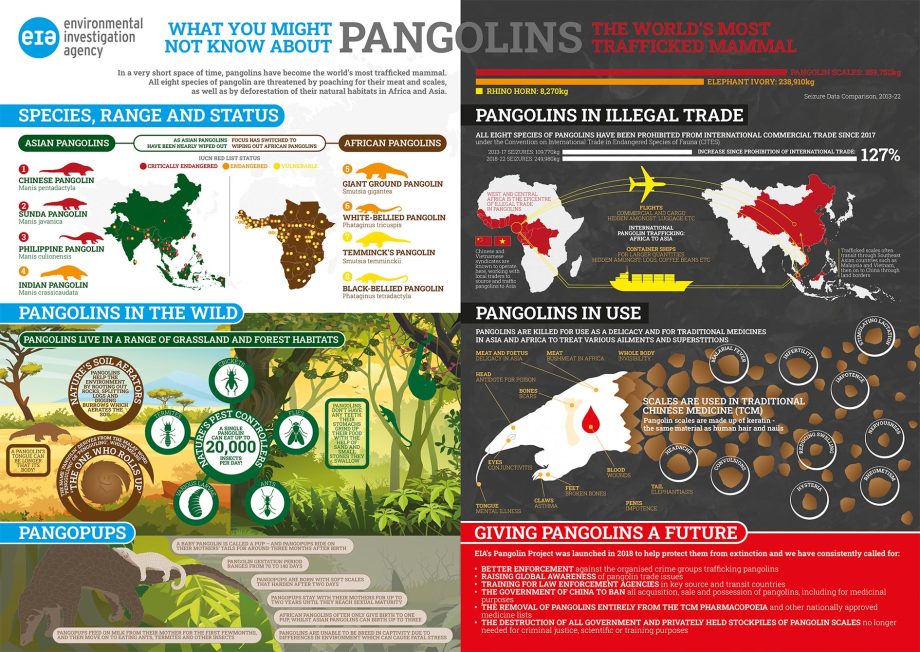 World Pangolin Day 2024 – on the trail of the elusive, critically ...