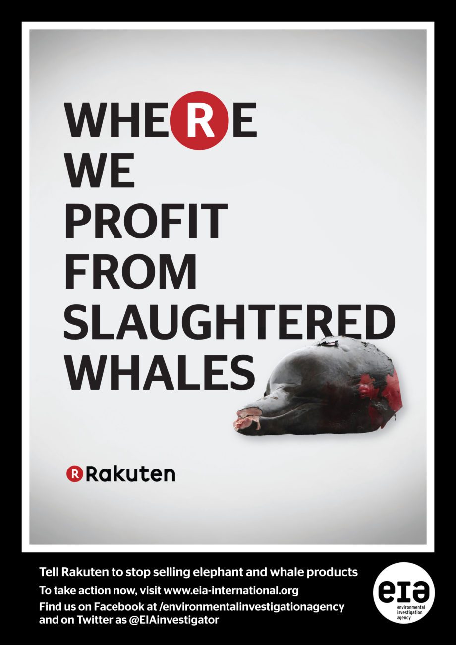 Thanks for an incredible week for whales and dolphins! - EIA