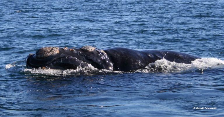 Celebrating the global ban on commercial whaling –as important now as ...