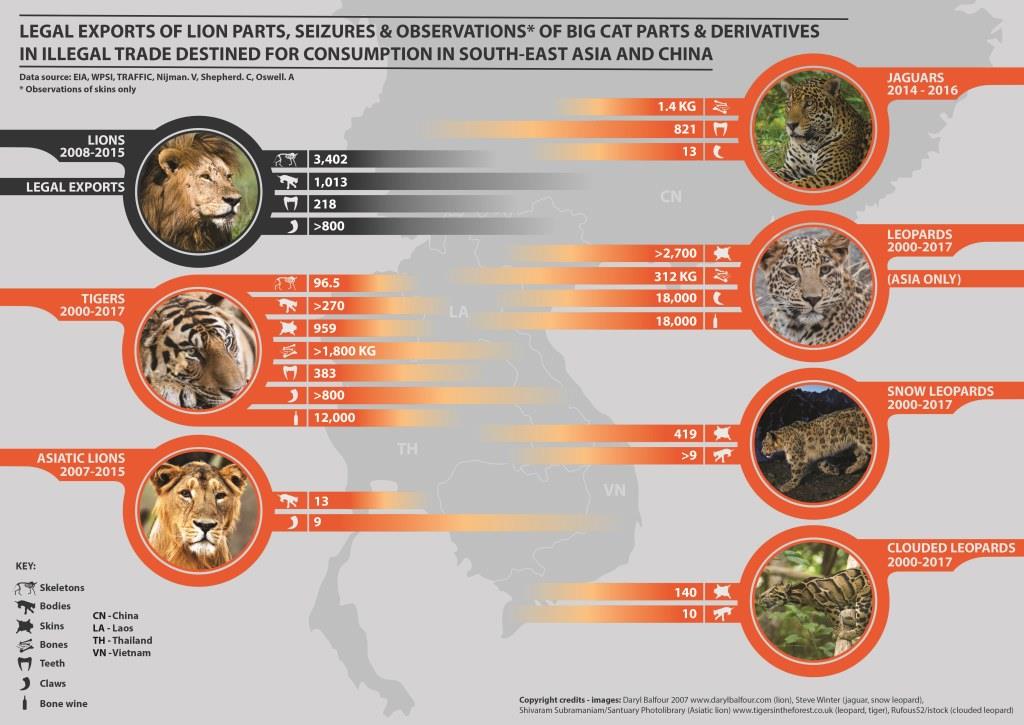 Tigers threatened by reckless profiteering in lion bones - EIA