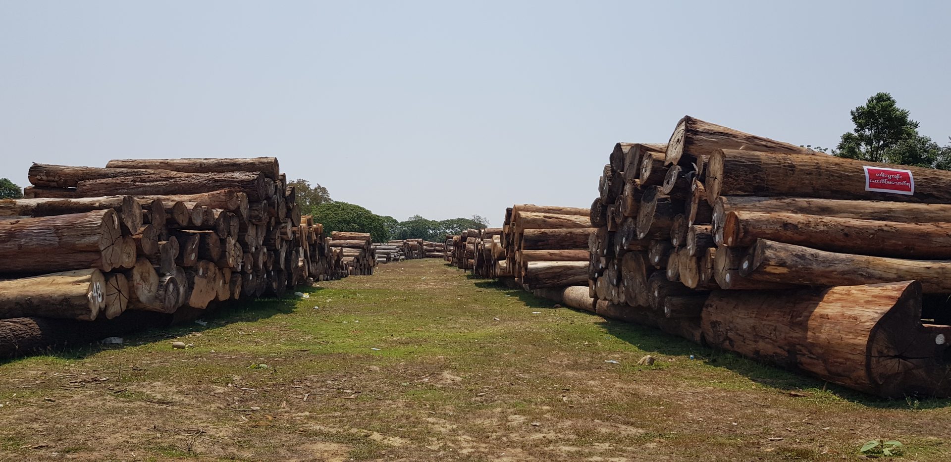 Myanmar’s tainted timber and the military coup - EIA