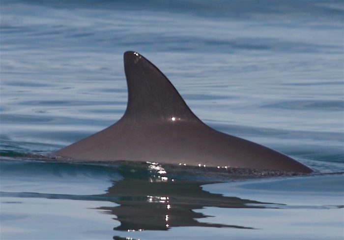 Preventing the extinction of the vaquita - EIA