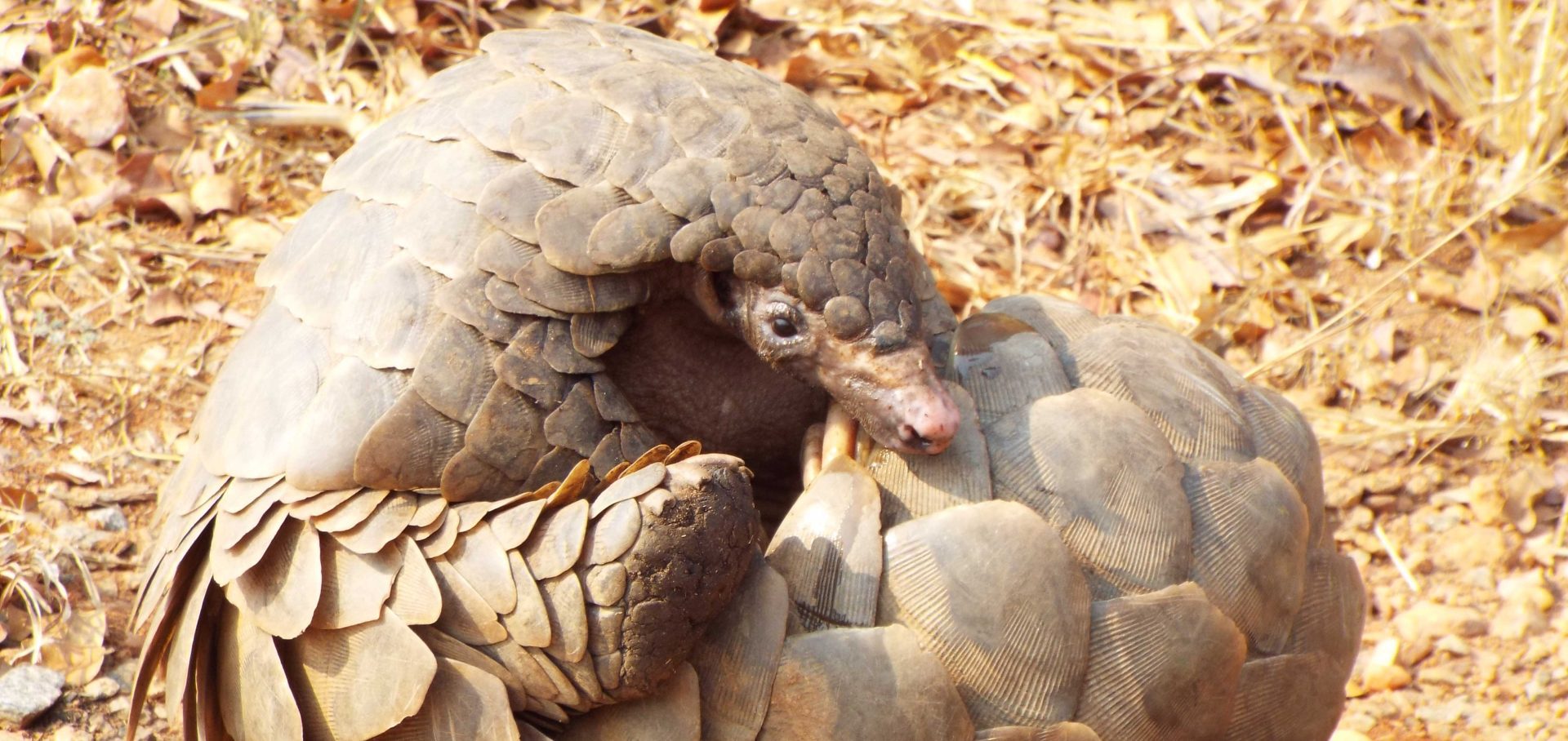 At CITES 77th Standing Committee – our campaigners report on the highs ...