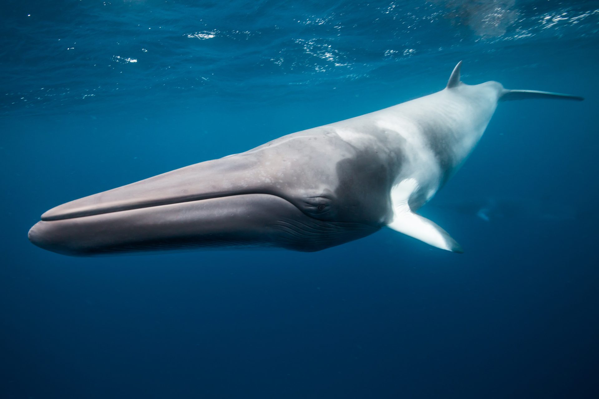 Current appeal: Help us end commercial whaling - EIA