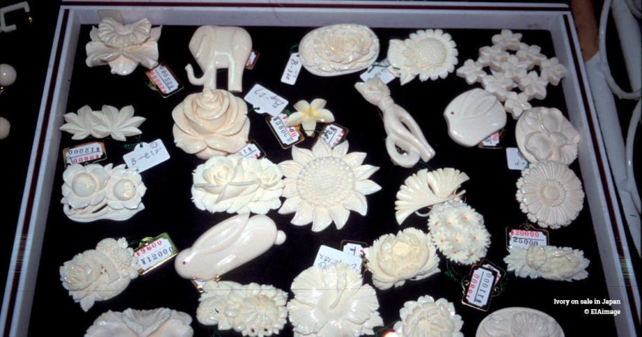 Marking one year of the UK Ivory Act – and looking to the closure of ...