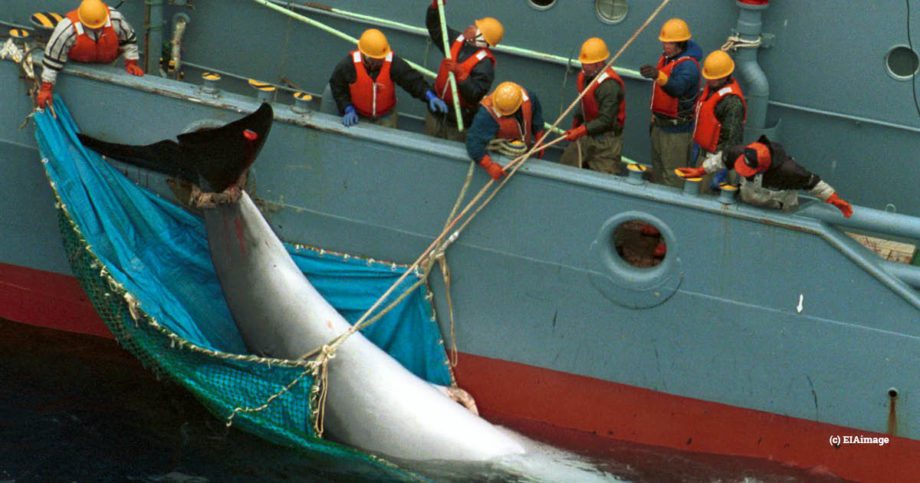 Shameless Japan’s final ‘scientific’ hunt before it resumes commercial ...