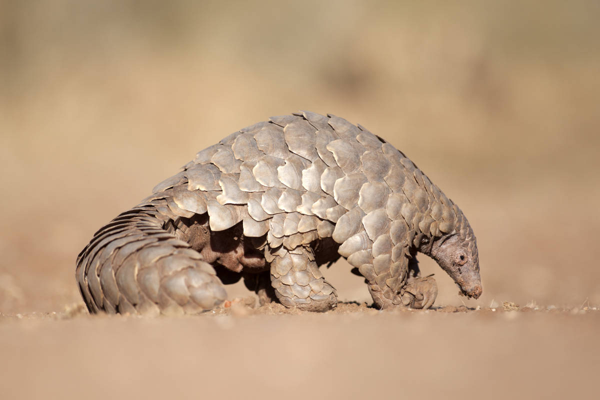Stand up for pangolins - EIA