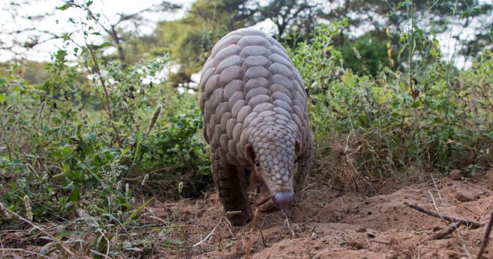 Can the power of cultural mythology help give pangolins more than the ...