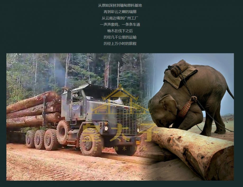 Myanmar’s tainted timber and the military coup - EIA
