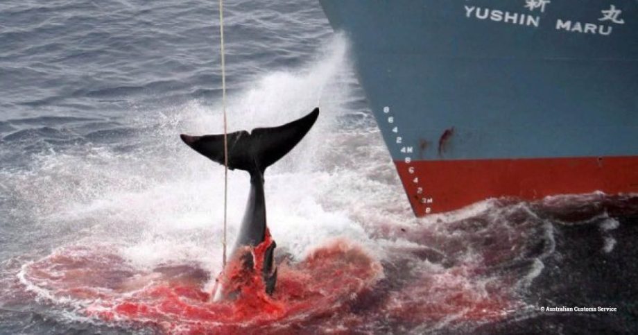End Commercial Whaling - EIA